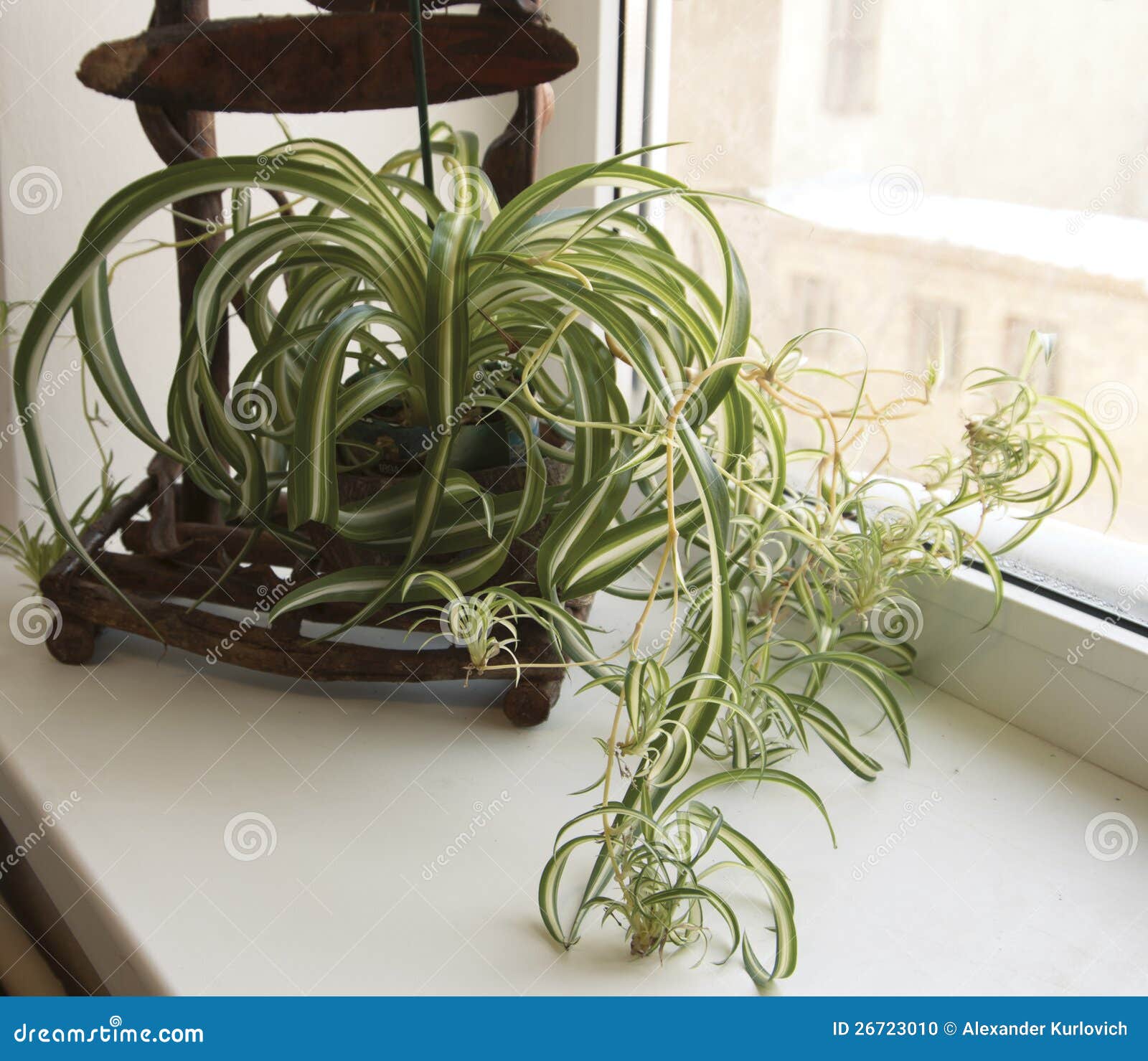 Chlorophytum (pianta Di Ragno) Fotografia Stock - Immagine di verde ...