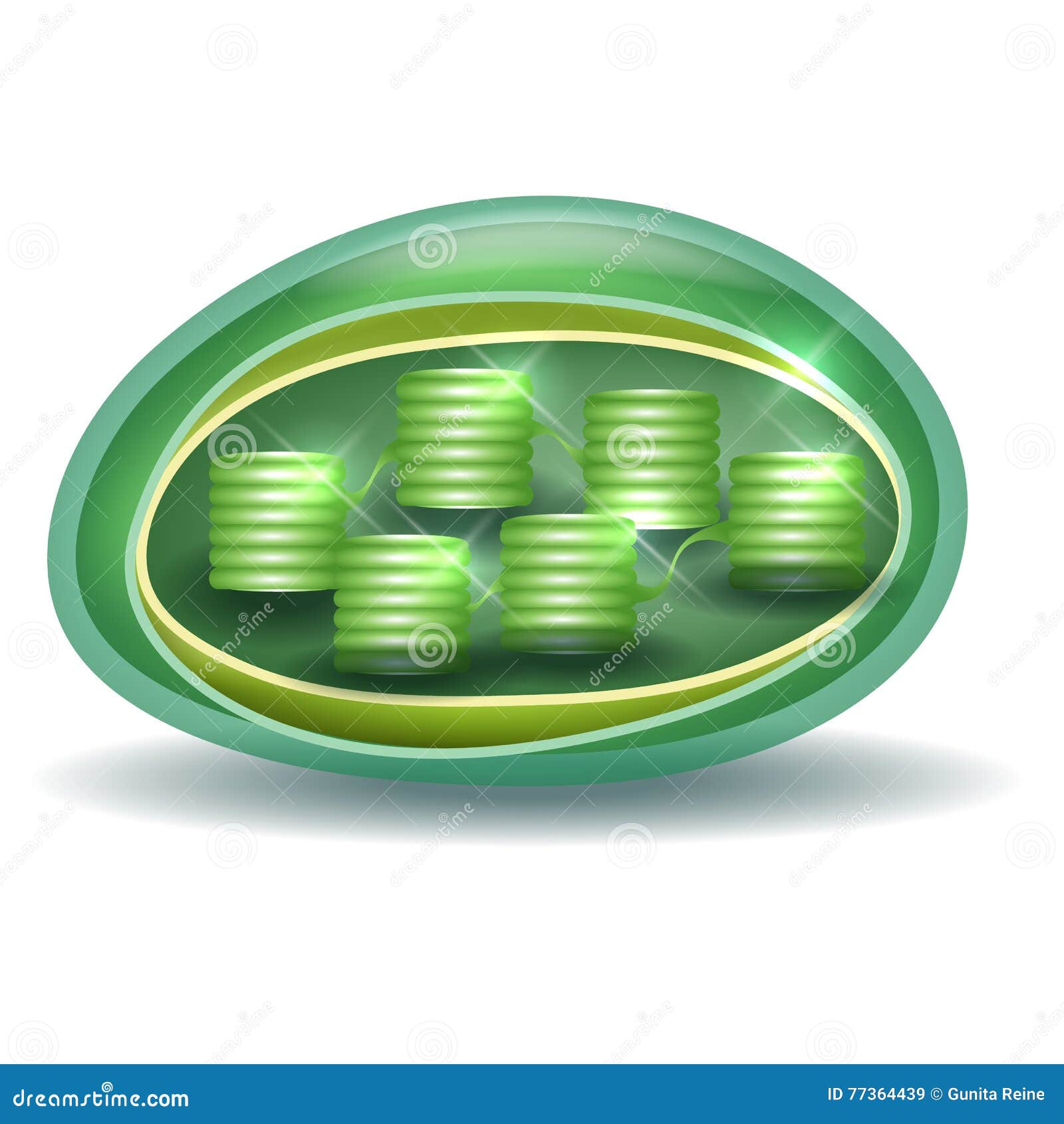 Chloroplast vektor abbildung. Illustration von biologie - 77364439