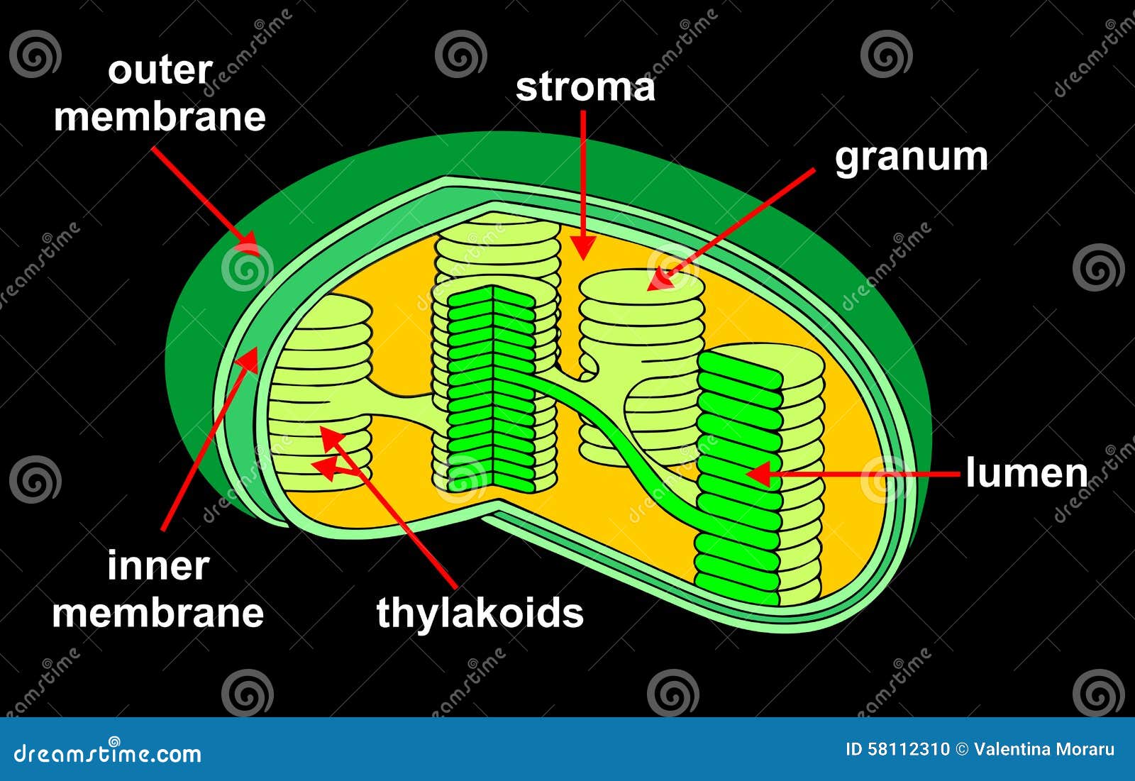 Chloroplast Stock Vector - Image: 58112310