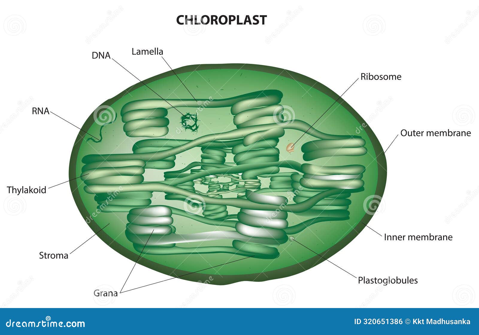 Chloroplast diagram stock vector. Illustration of cell - 320651386