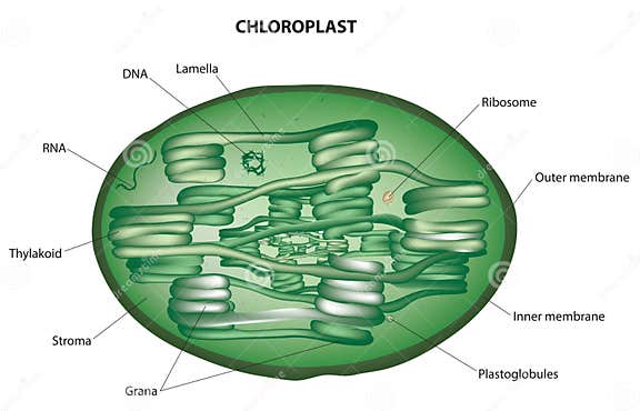 Chloroplast diagram stock vector. Illustration of cell - 320651386