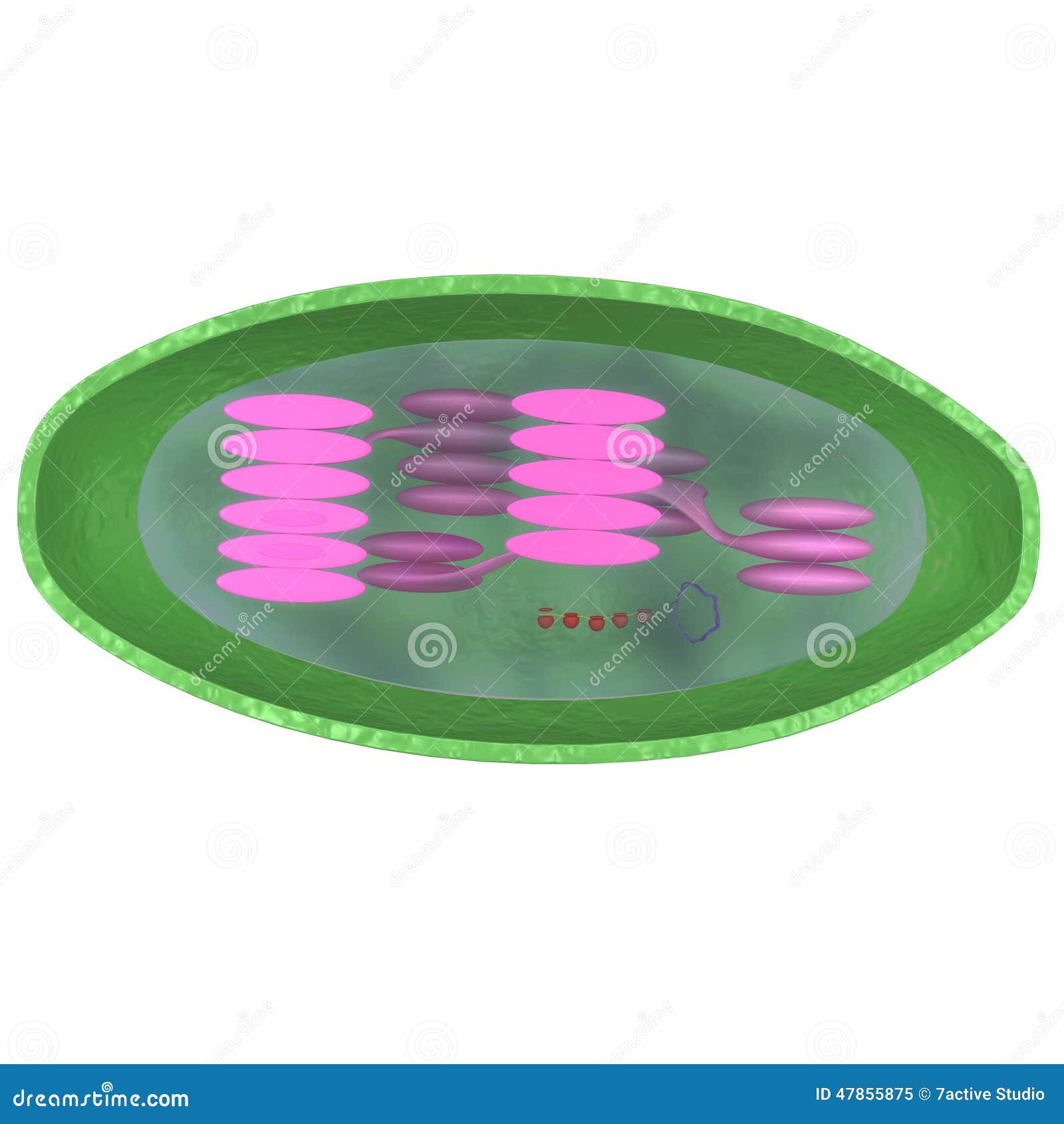 Chloroplast - Organelle Conducting Photosynthesis Cartoon Vector ...