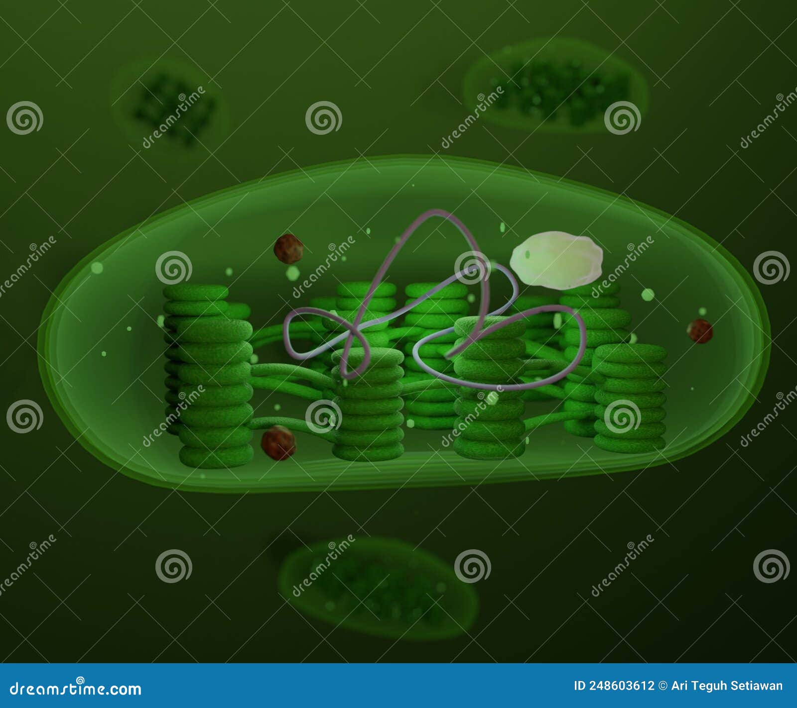 Chloroplast Organelles, Structure within the Cells of Plants or Algal ...
