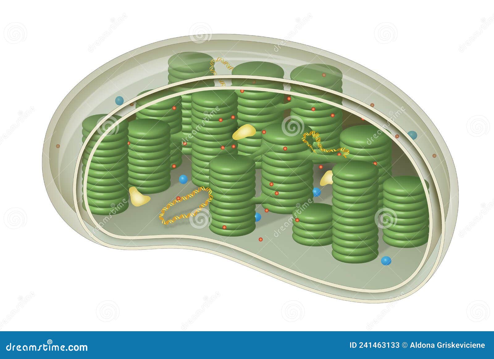 Chloroplast - Organelle Conducting Photosynthesis Cartoon Vector ...