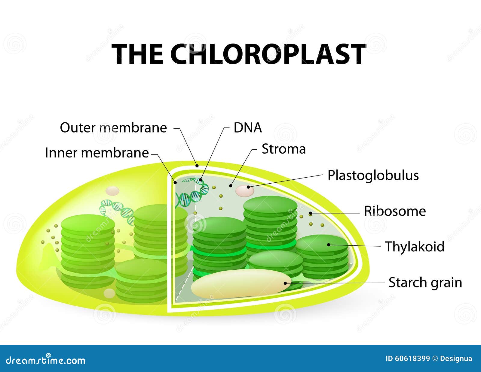 Chloroplaste illustration de vecteur. Illustration du bioxyde - 60618399