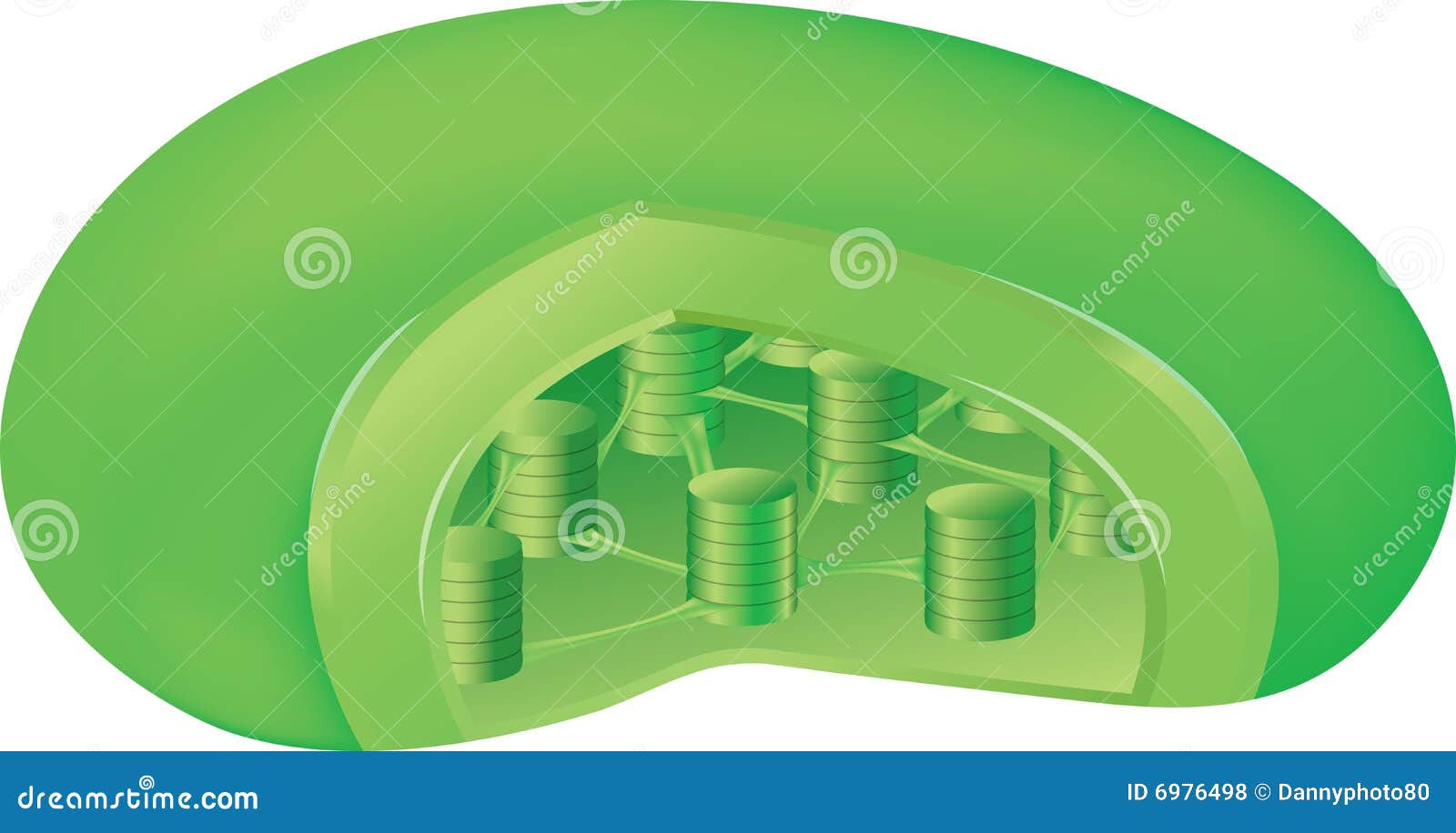 Chloroplaste illustration stock. Illustration du photosynthèse - 6976498