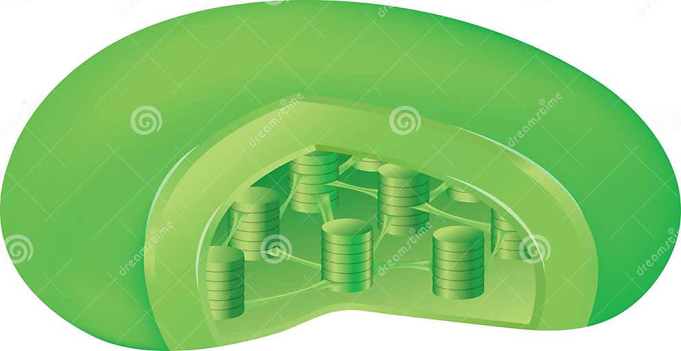 Chloroplaste illustration stock. Illustration du photosynthèse - 6976498