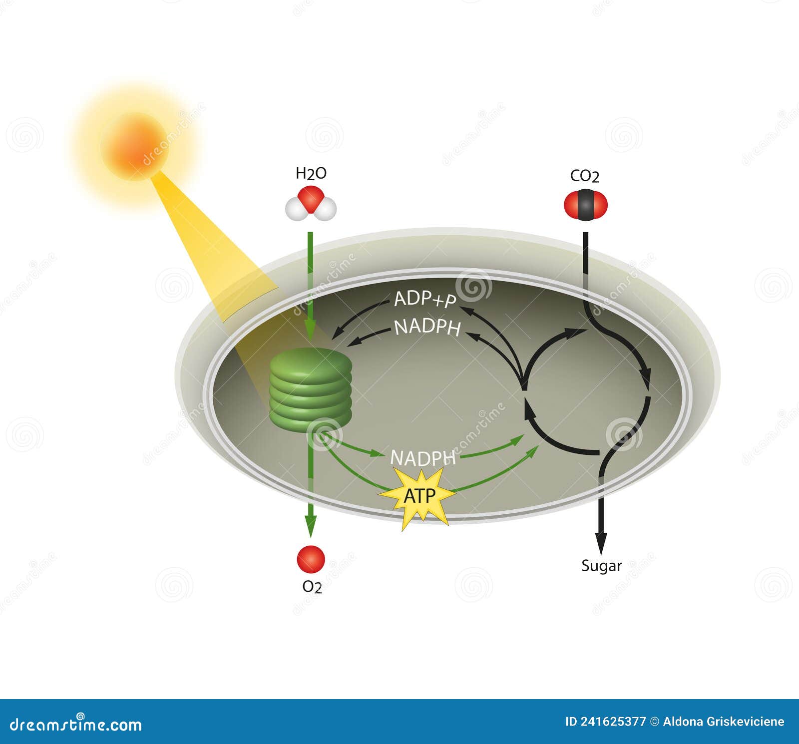 Cell Organelles Biological Vector Illustration Diagram | CartoonDealer ... Cell Organelles Biological Vector Illustration Diagram | CartoonDealer ...