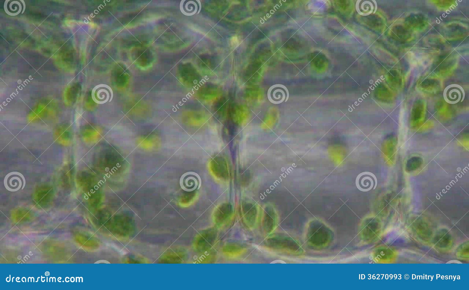 Plant Cell Chloroplast Microscope