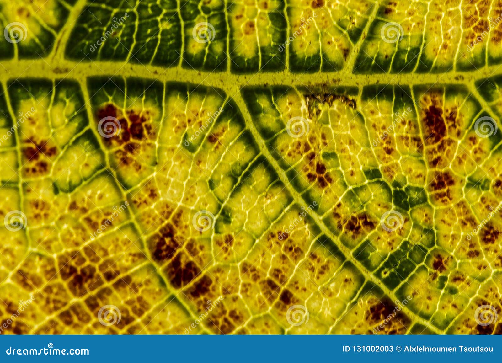 Chlorosis And Black Spots On A Hibiscus Leaf Royalty-Free Stock Image ...