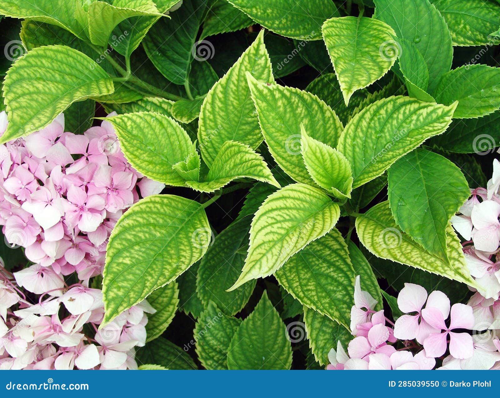 Chlorosis or Iron Deficiency on Hydrangea Leaves Stock Photo - Image of ...