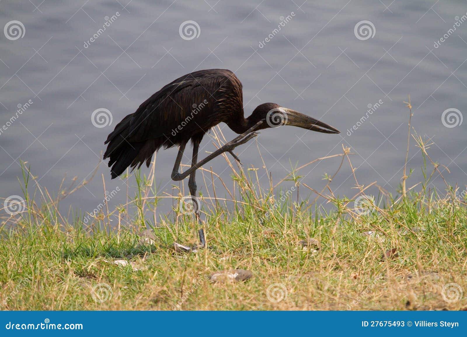 Chobe openbill stock image. Image of botswana, river - 27675493