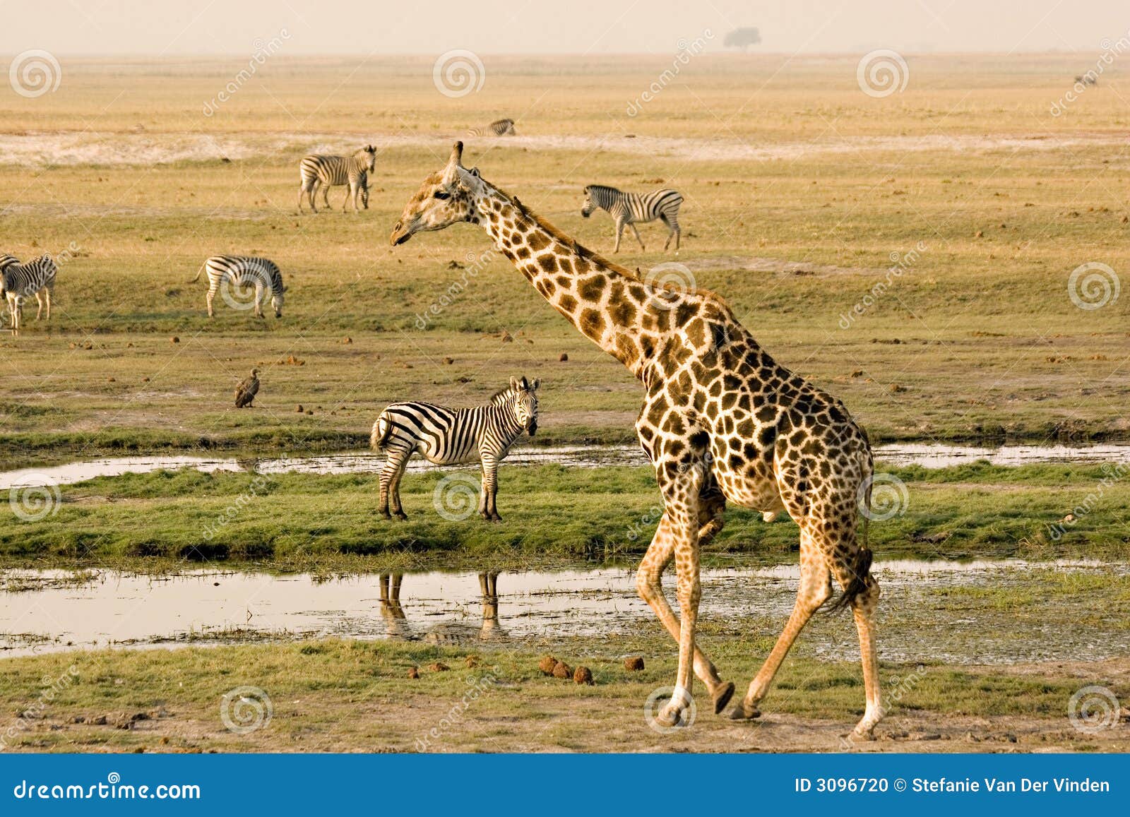 Chobe Riverfront stock photo. Image of animal, giraffes - 3096720