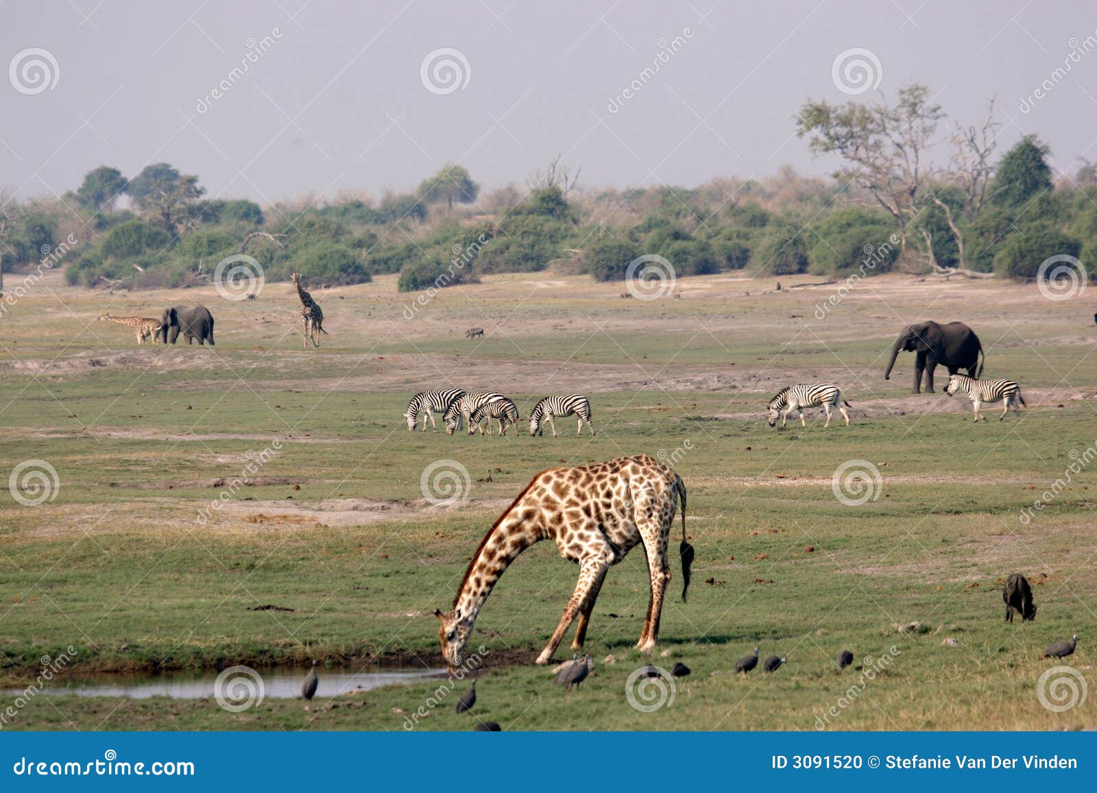 Chobe Riverfront landscape stock photo. Image of mammals - 3091520