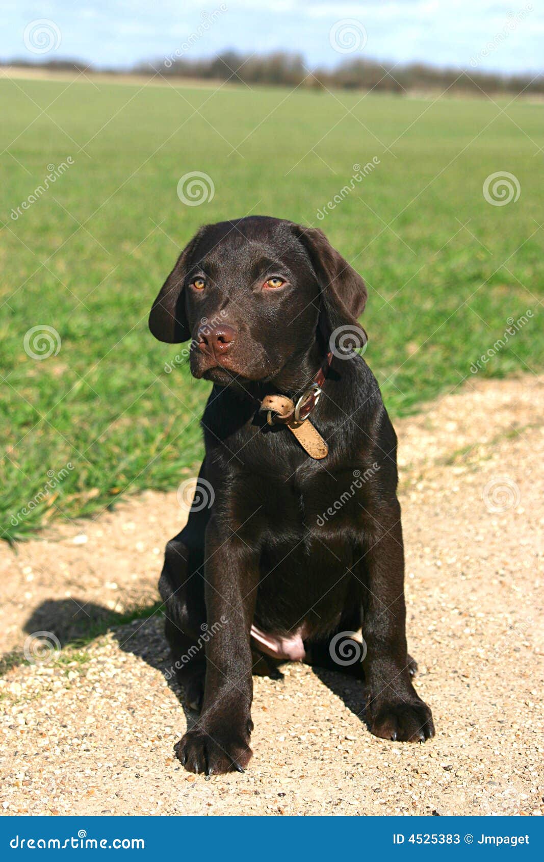 Choc Lab in the Countryside Stock Image - Image of liver, hound: 4525383