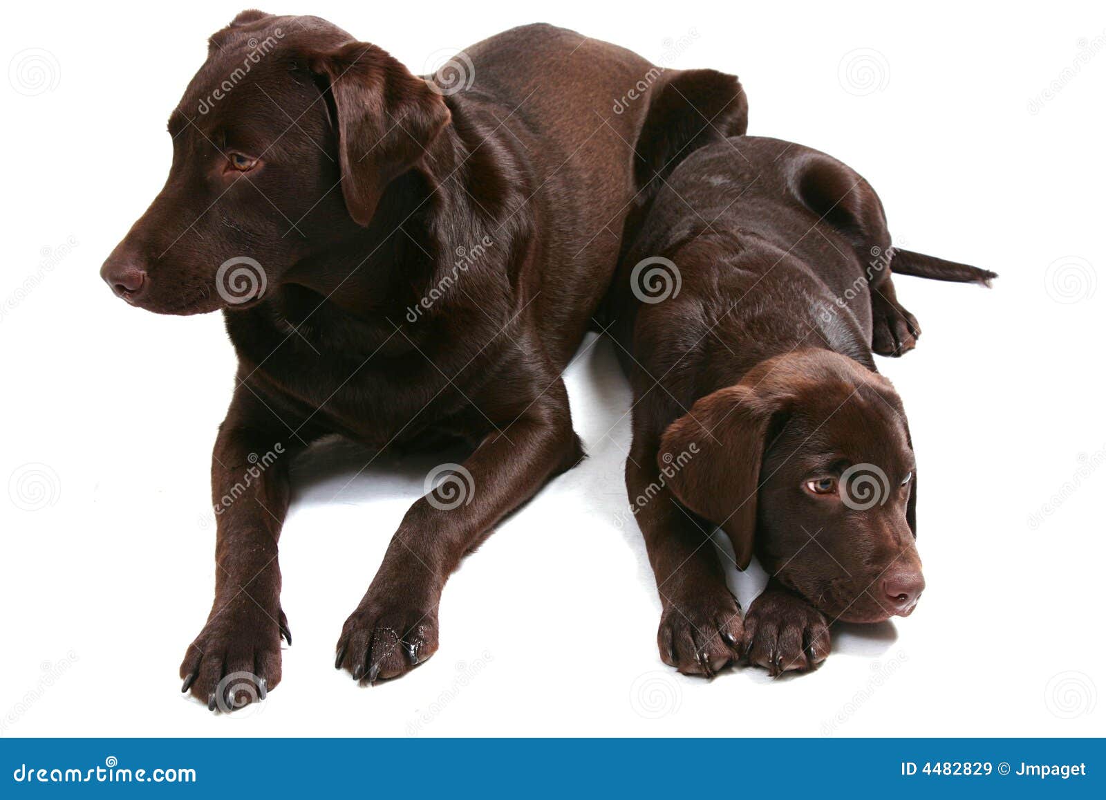 Choccy Lab Bros - Facing Apart Stock Image - Image of doggy, brown: 4482829