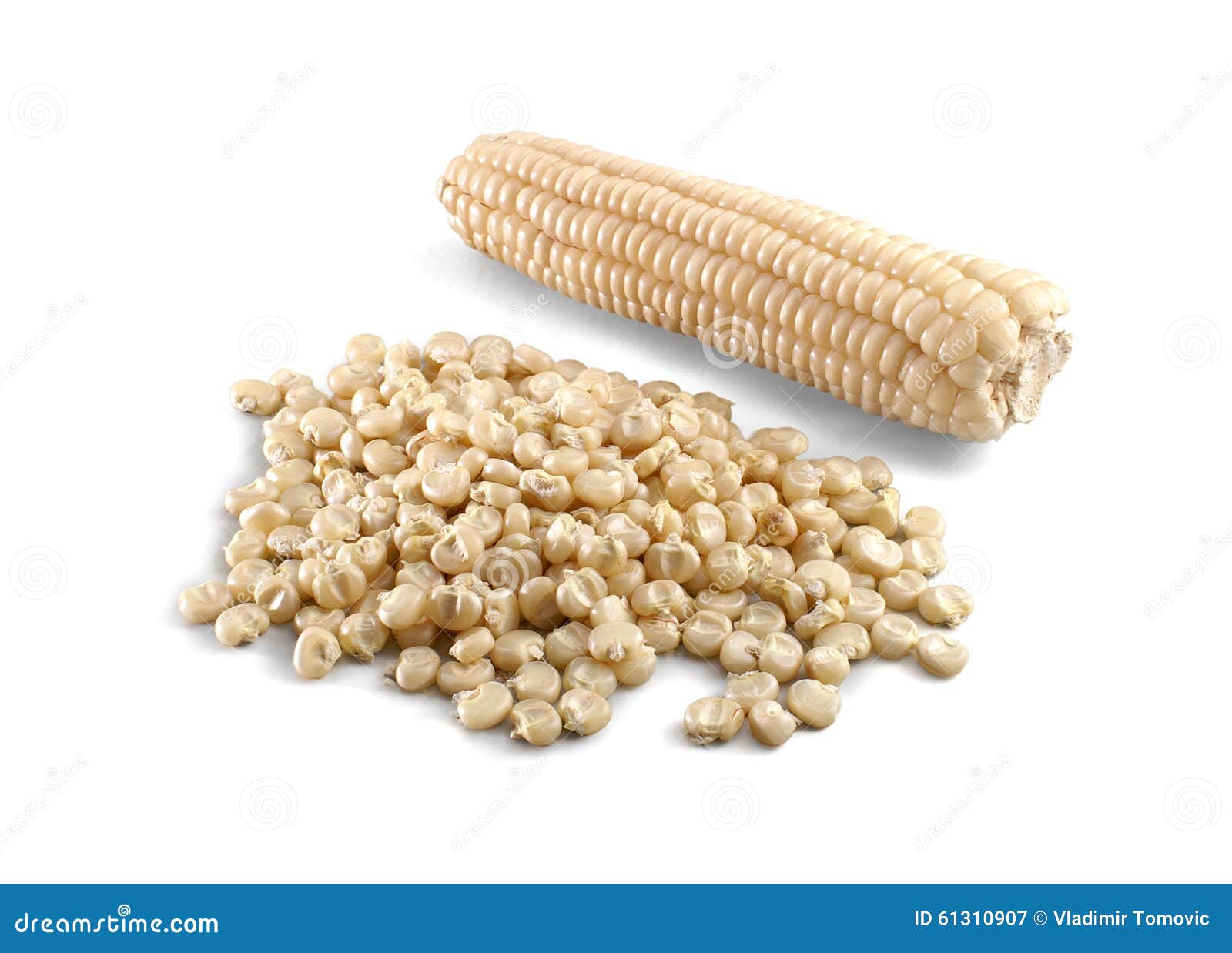Choclo Giant White Corn Domestic Food Isolated On White With Clipping ...