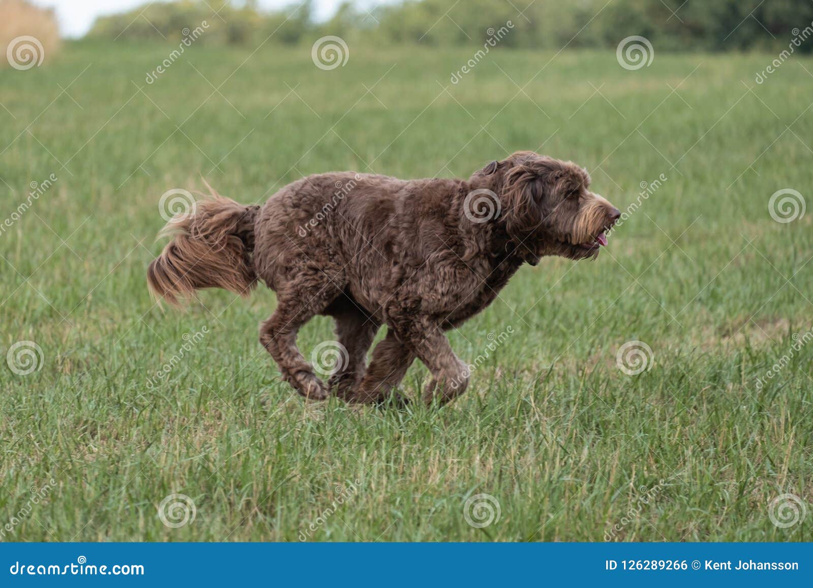 Chocolate Brown Labradoodle in a Field Stock Photo - Image of dummy ...