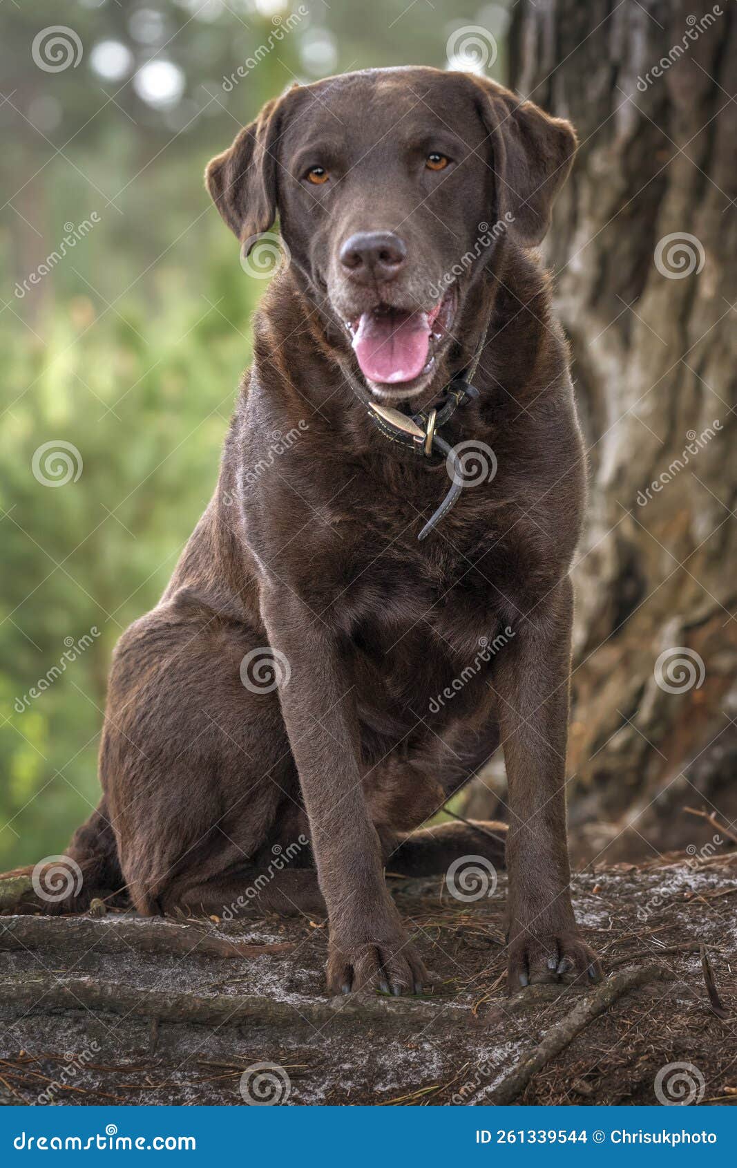 Chocolate Brown Labrador Posing Under a Tree in the Forest Stock Photo ...