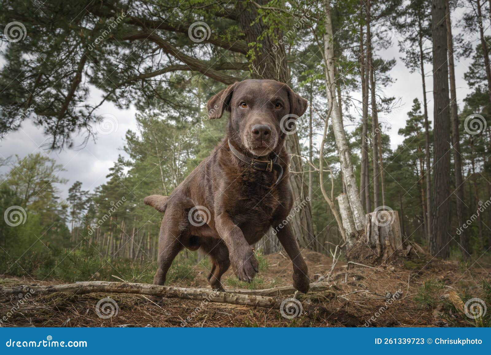 Chocolate Brown Labrador Running in a Forest Stock Image - Image of ...