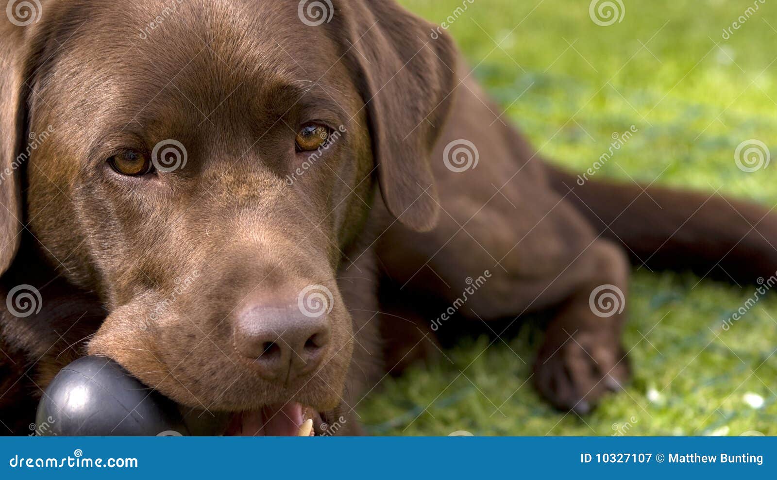 Chocolate Brown Labrador with Toy Stock Image - Image of lying, rest ...