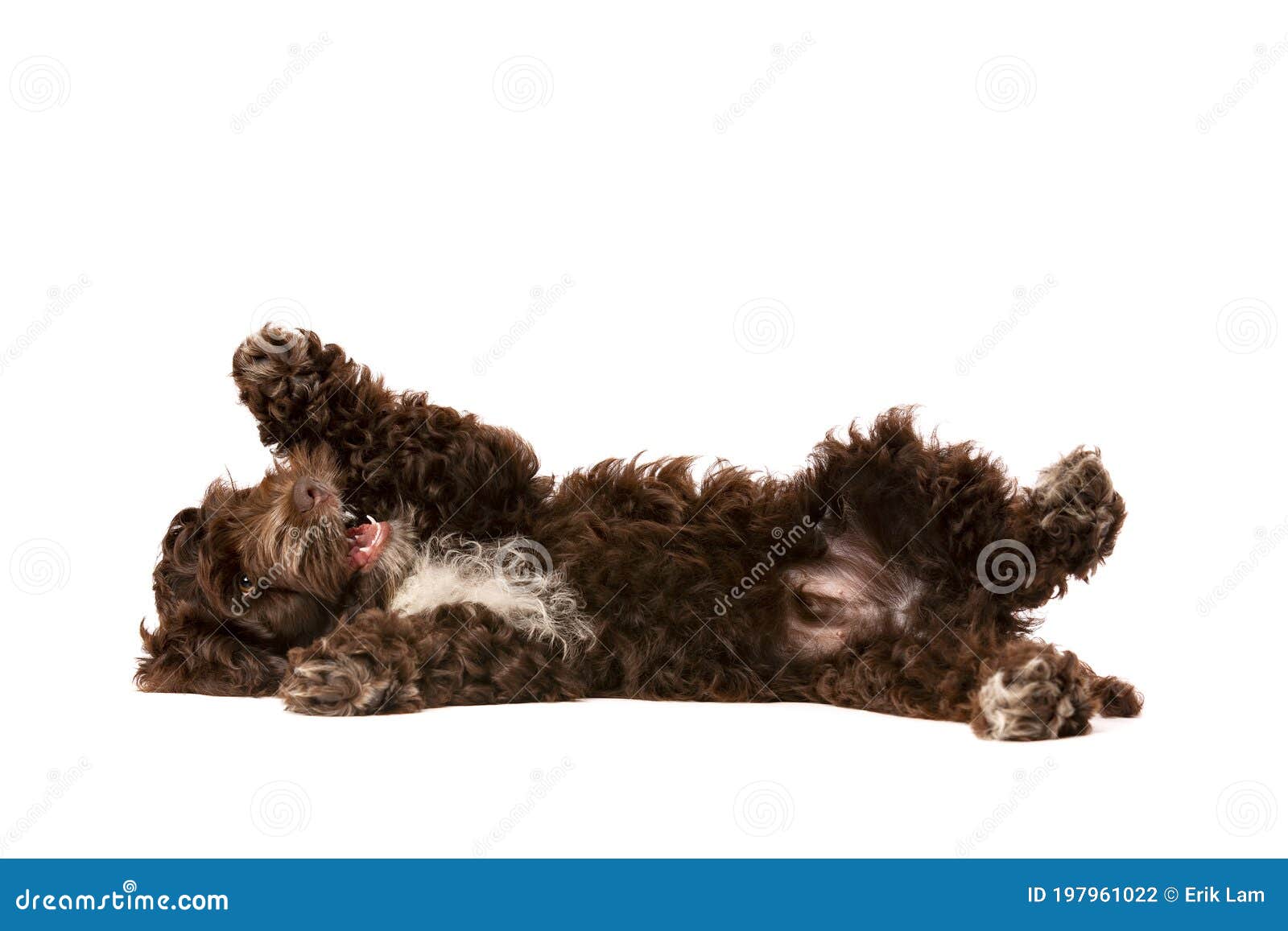 Chocolate Cockapoo Puppy Dog Stock Photo - Image of chocolate, doggy ...
