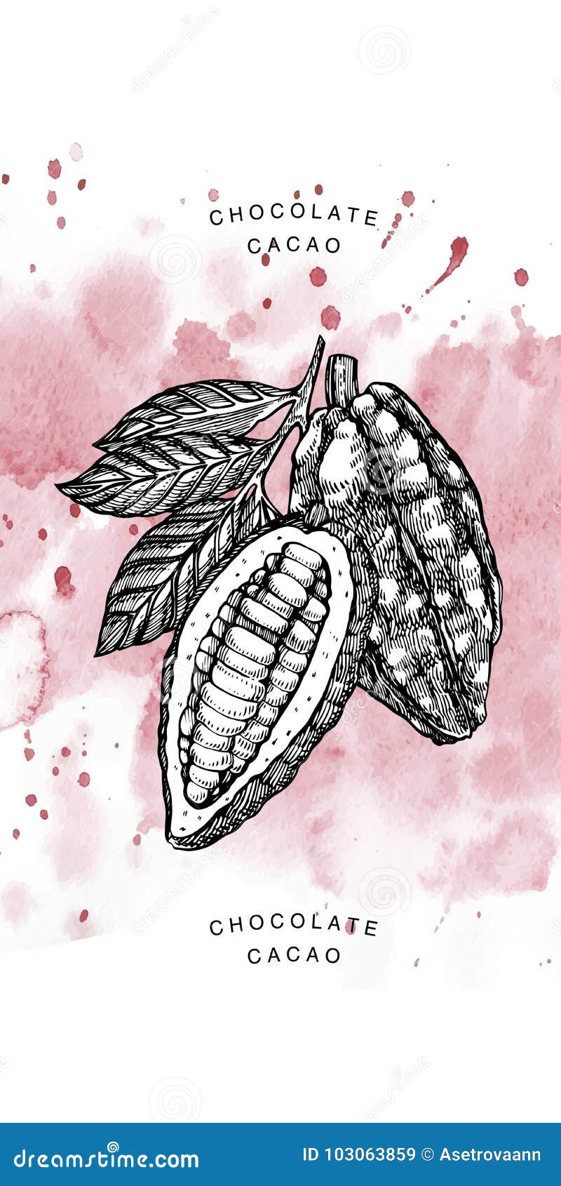 Chocolate Cocoa Beans Vector Illustration. Engraved Style Illustration ... Chocolate Cocoa Beans Vector Illustration. Engraved Style Illustration ...