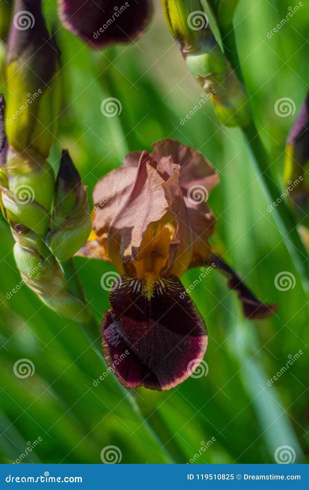 Chocolate-colored Iris in the Garden Stock Image - Image of flowers ...
