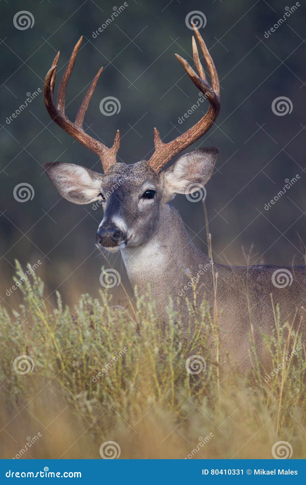 Chocolate Colored Rack on Whitetail Buck Stock Image - Image of tine ...