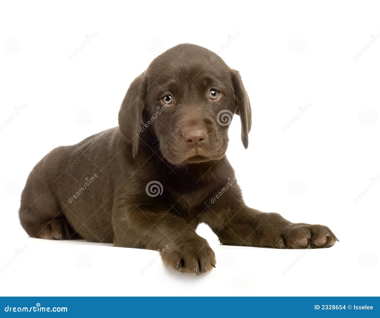Chocolate Del Perro Perdiguero De Labrador Foto de archivo - Imagen de ...