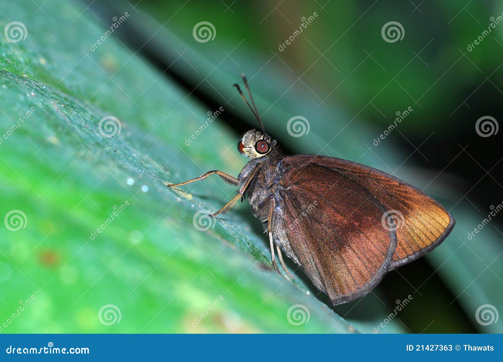 151 Demon Butterfly Stock Photos - Free & Royalty-Free Stock Photos ...