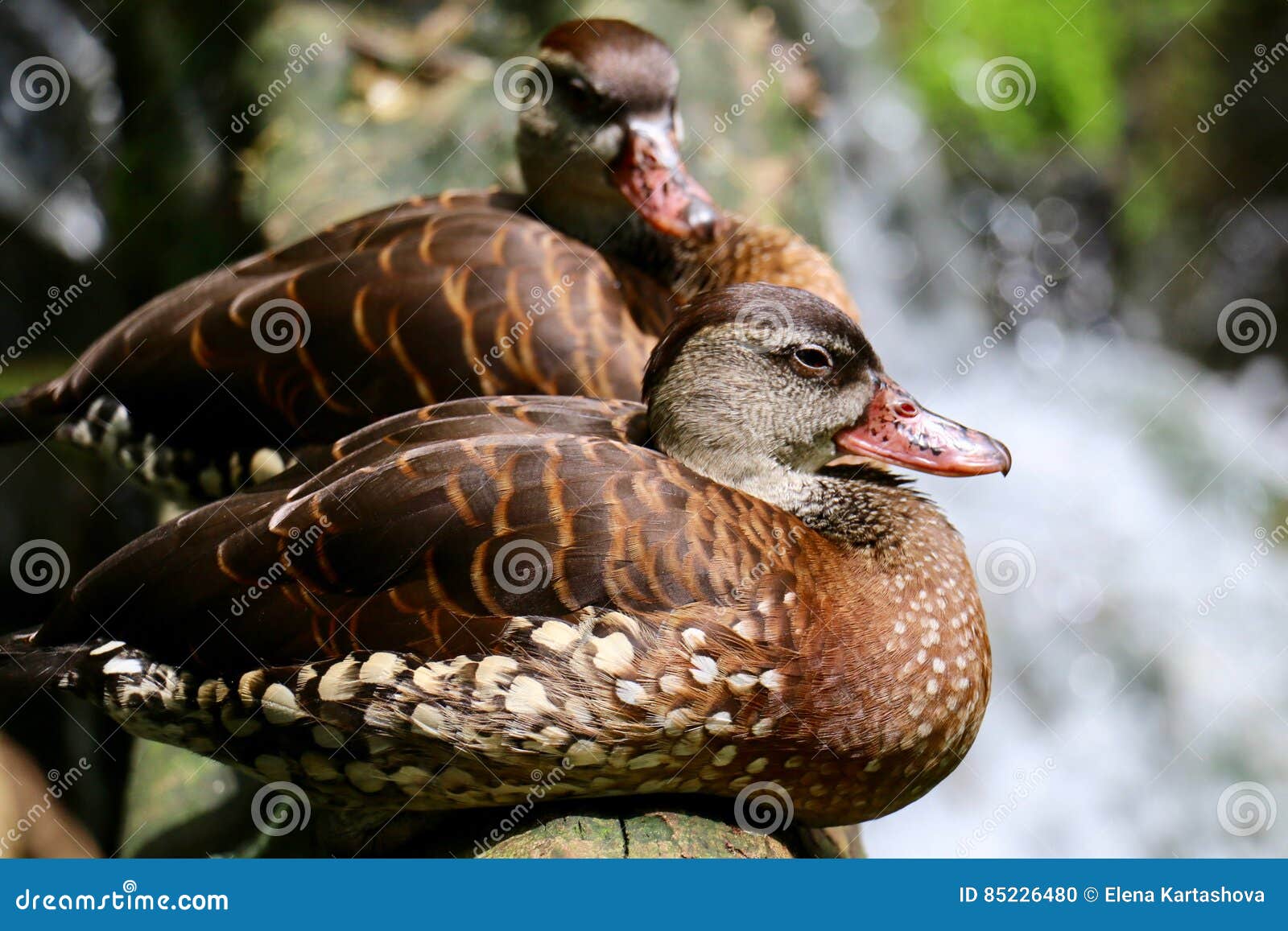 Chocolate duck stock photo. Image of relaxing, mallard - 85226480