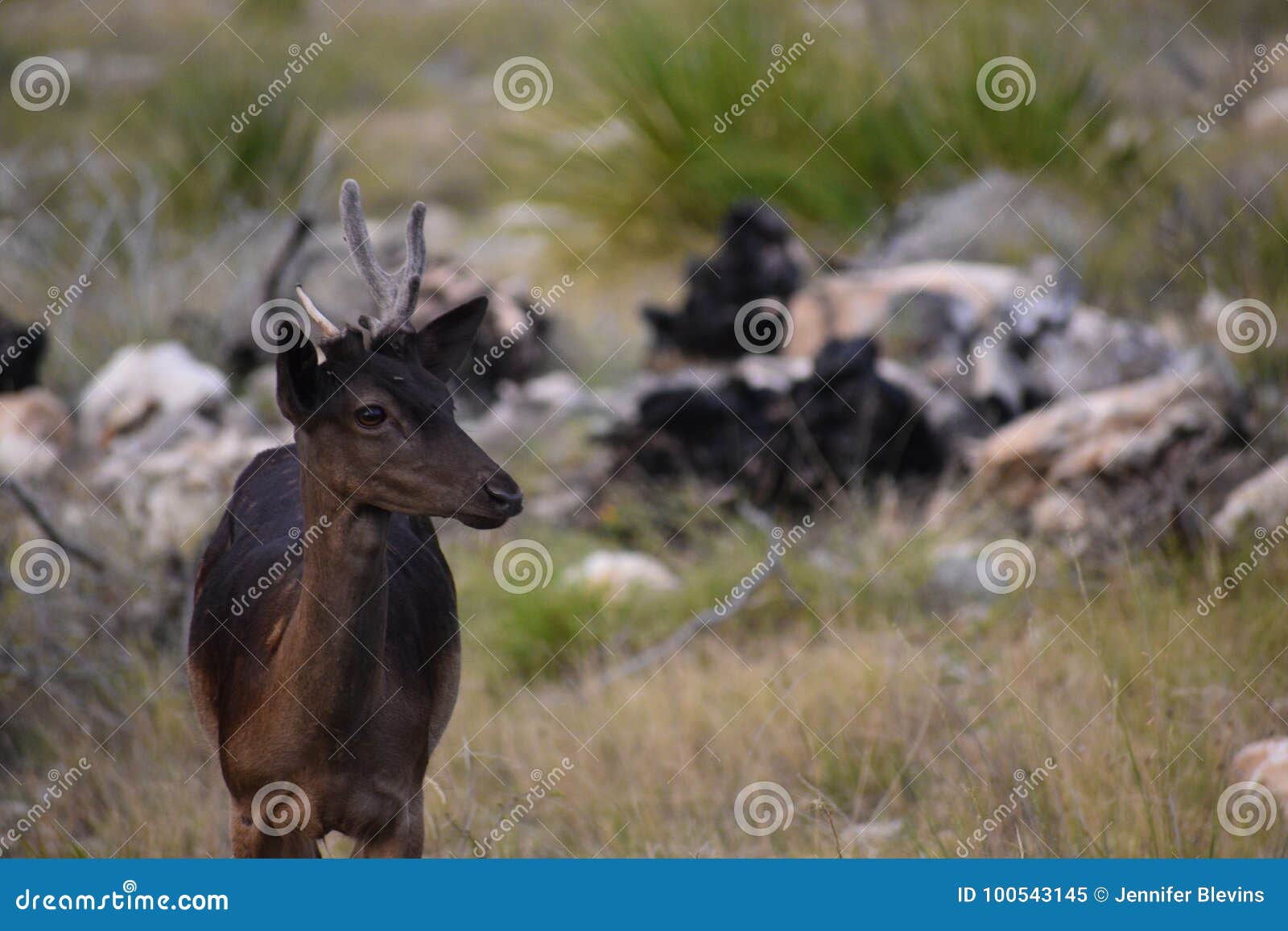 Chocolate Fallow Deer stock image. Image of fallow, male - 100543145