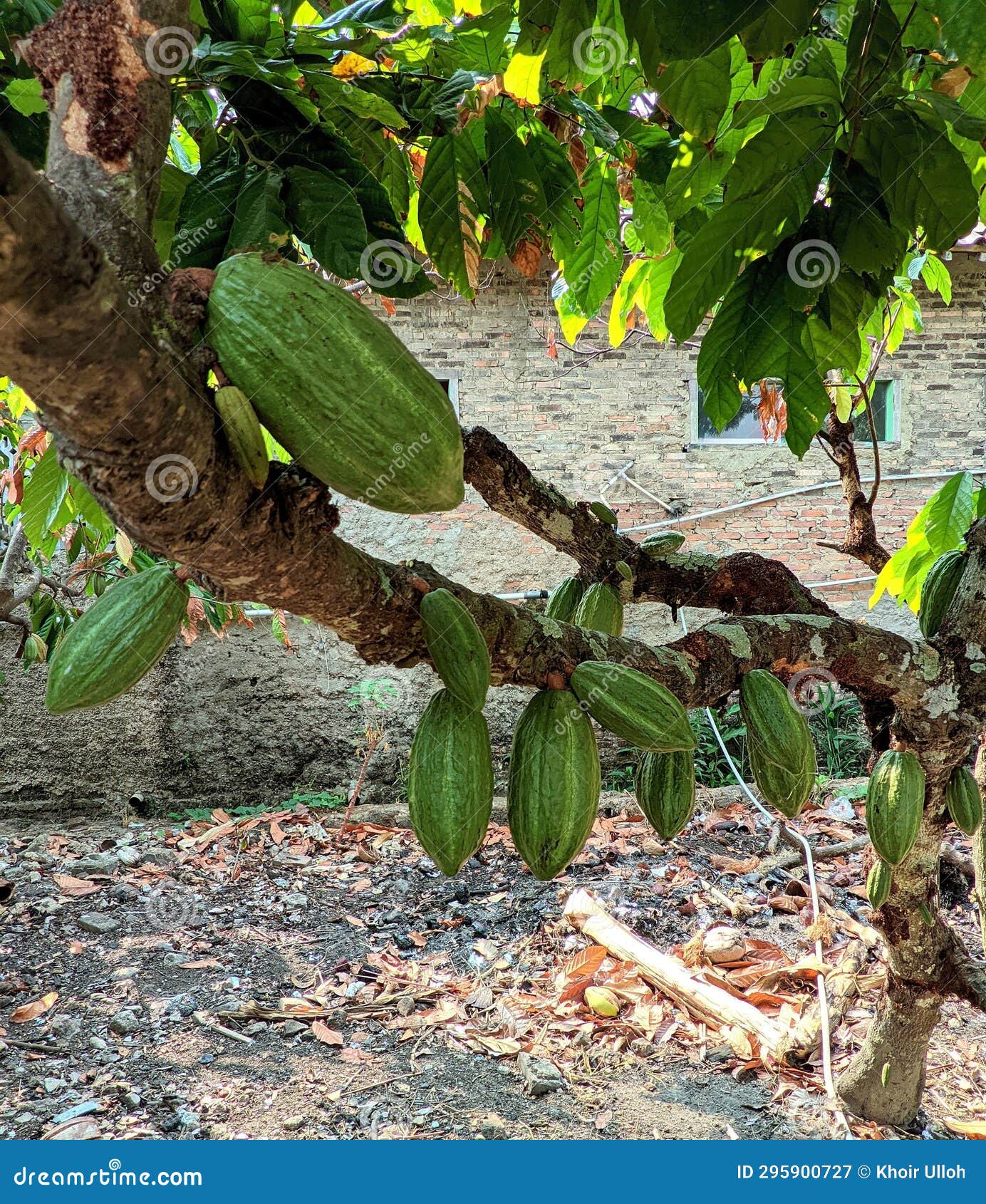 Chocolate Fruit while Still on the Tree Stock Image - Image of leaf ...