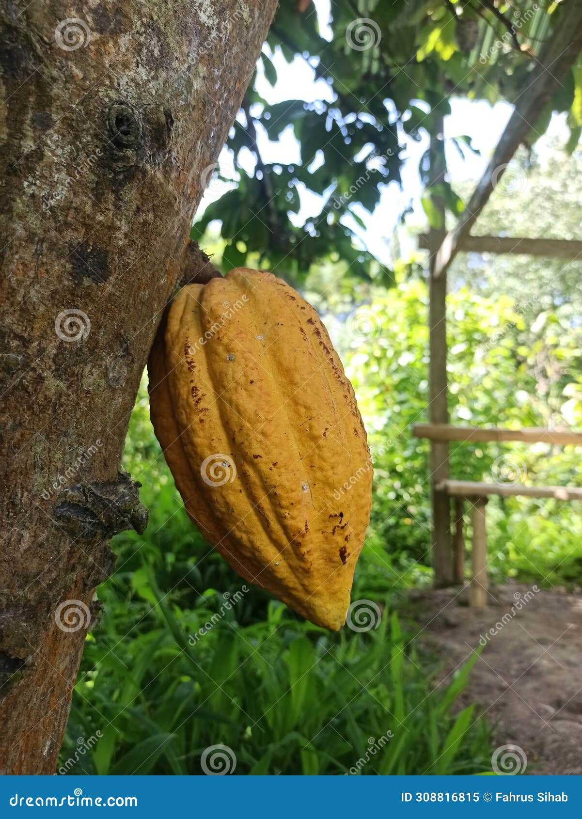 Chocolate fruit tree stock image. Image of carving, tree - 308816815