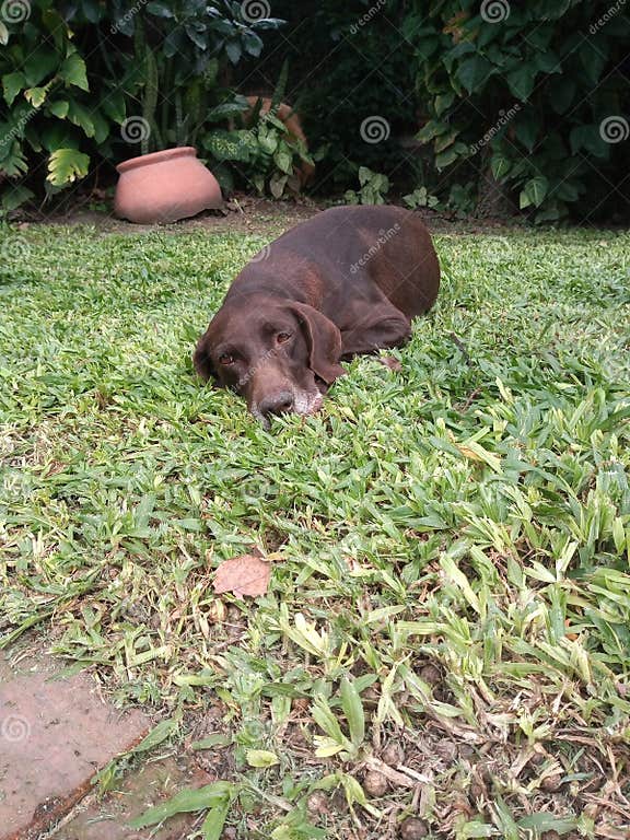 Chocolate German Shorthaired Pointer Stock Image - Image of grass ...