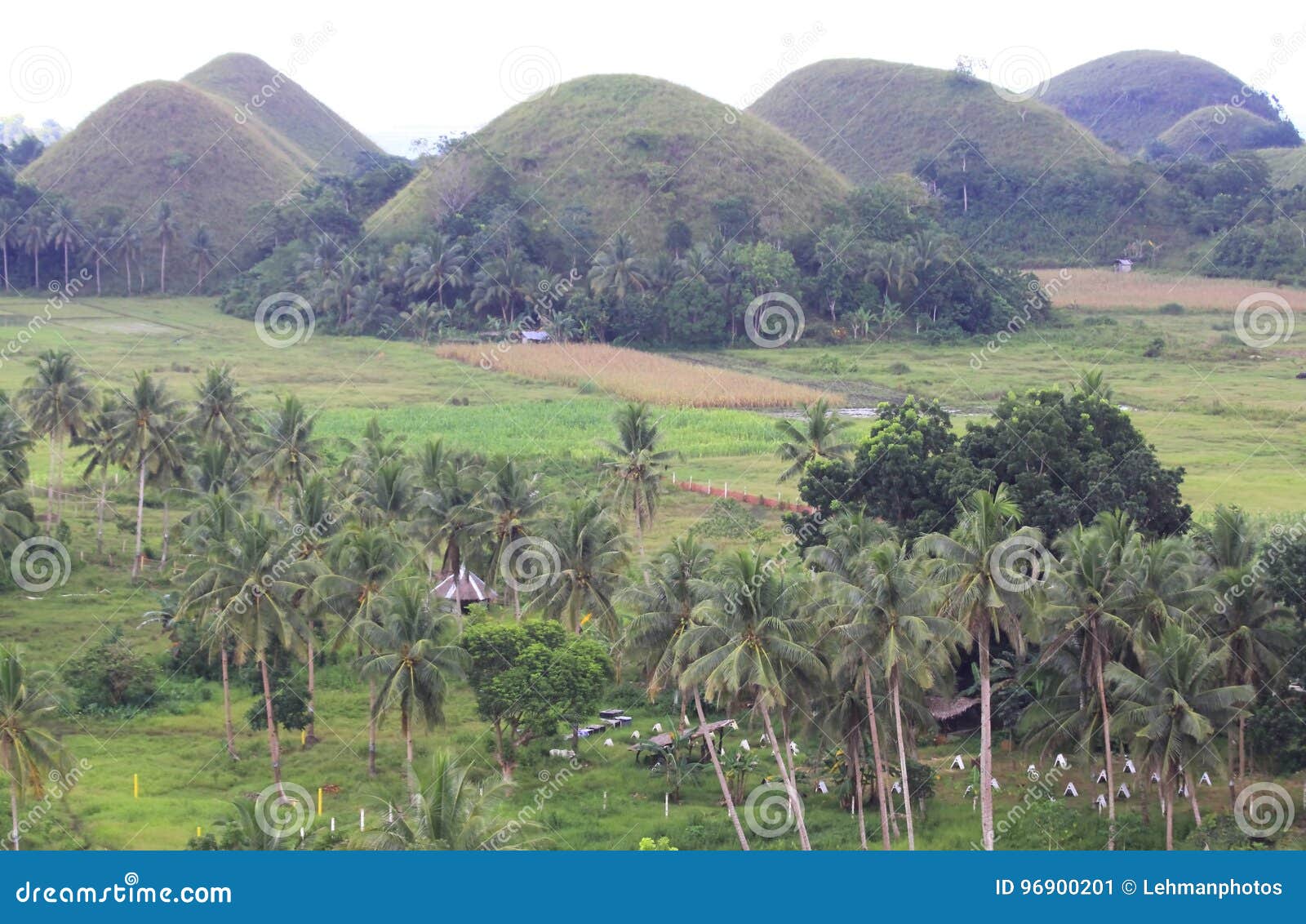 Chocolate Hills and Fields stock image. Image of form - 96900201