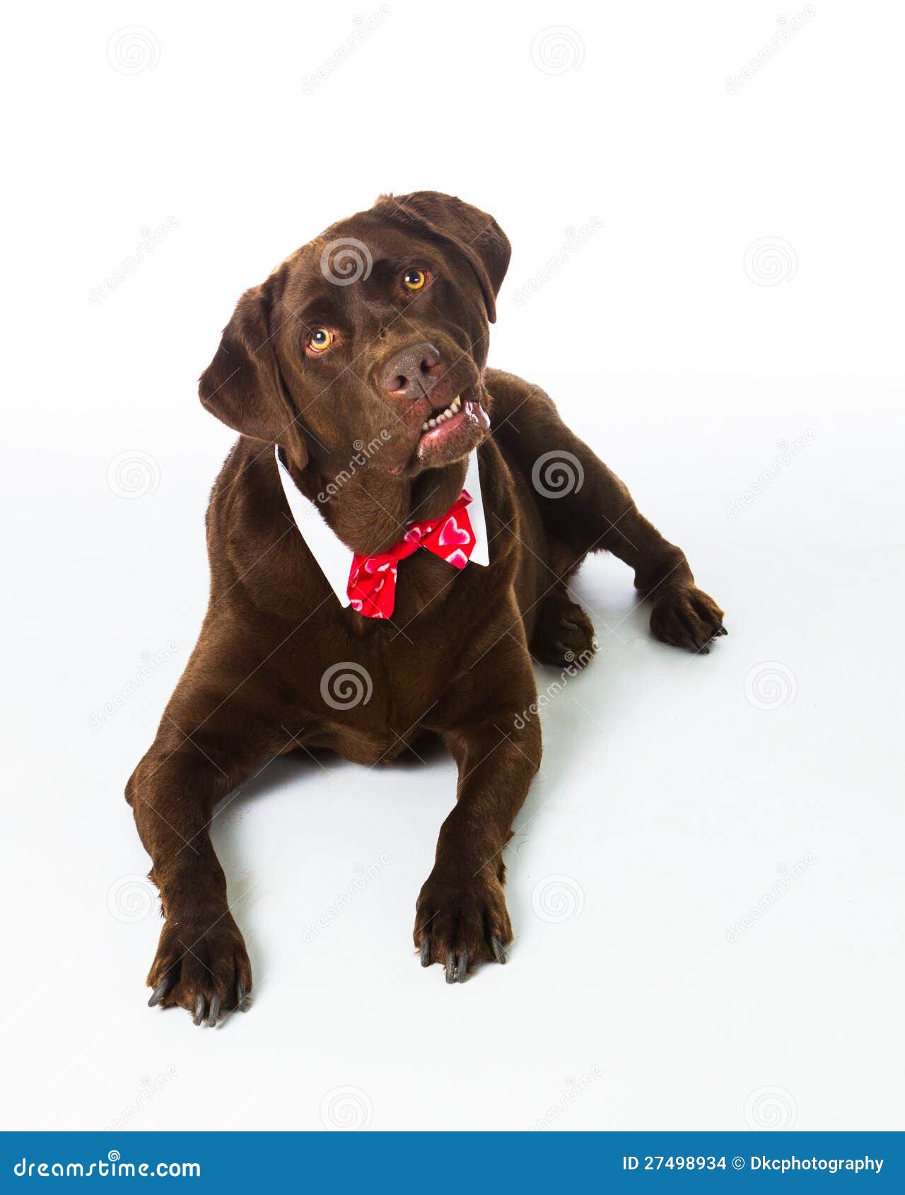 Chocolate Holiday Labrador stock photo. Image of posing - 27498934