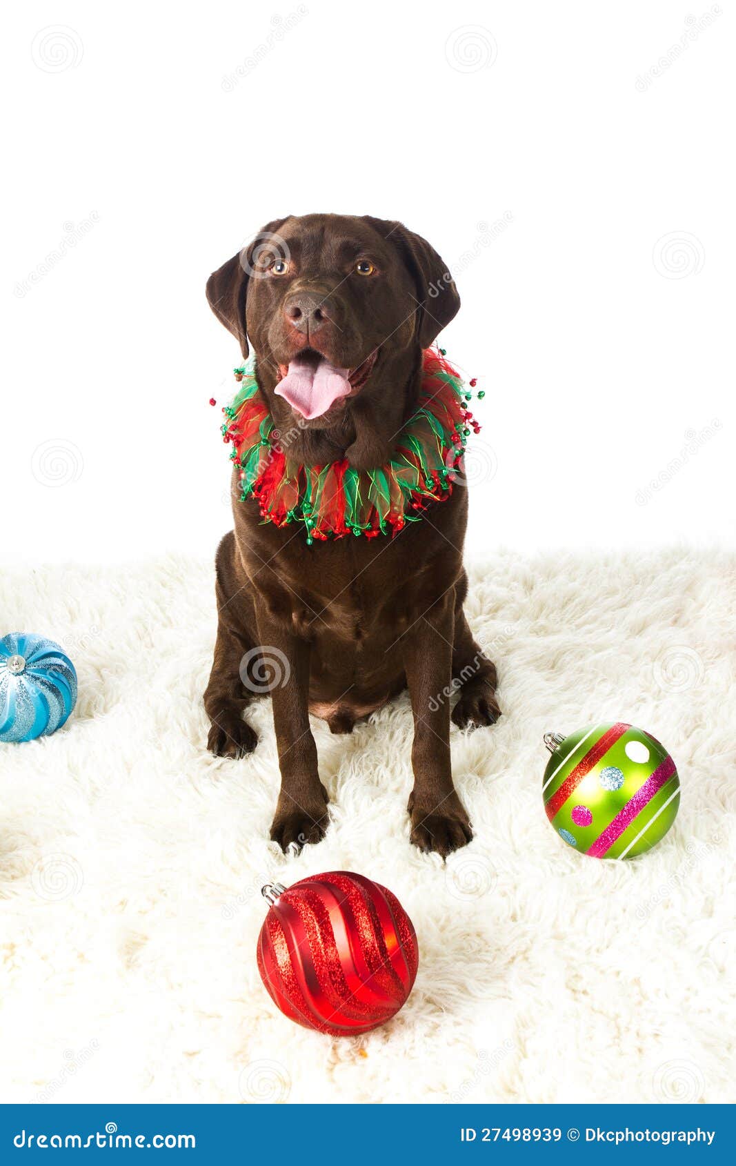 827 Chocolate Holiday Labrador Stock Photos - Free & Royalty-Free Stock ...