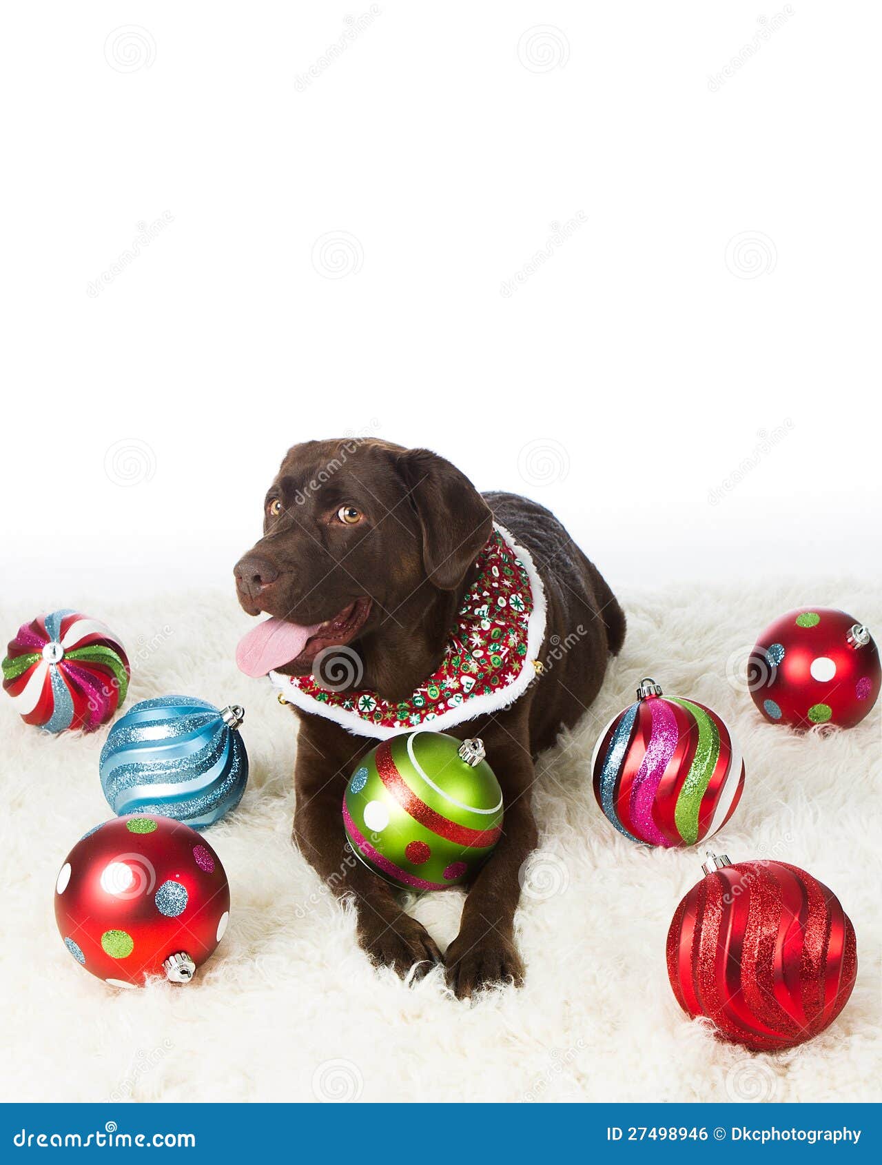 Chocolate Holiday Labrador Retriever Stock Photo - Image of retriever ...