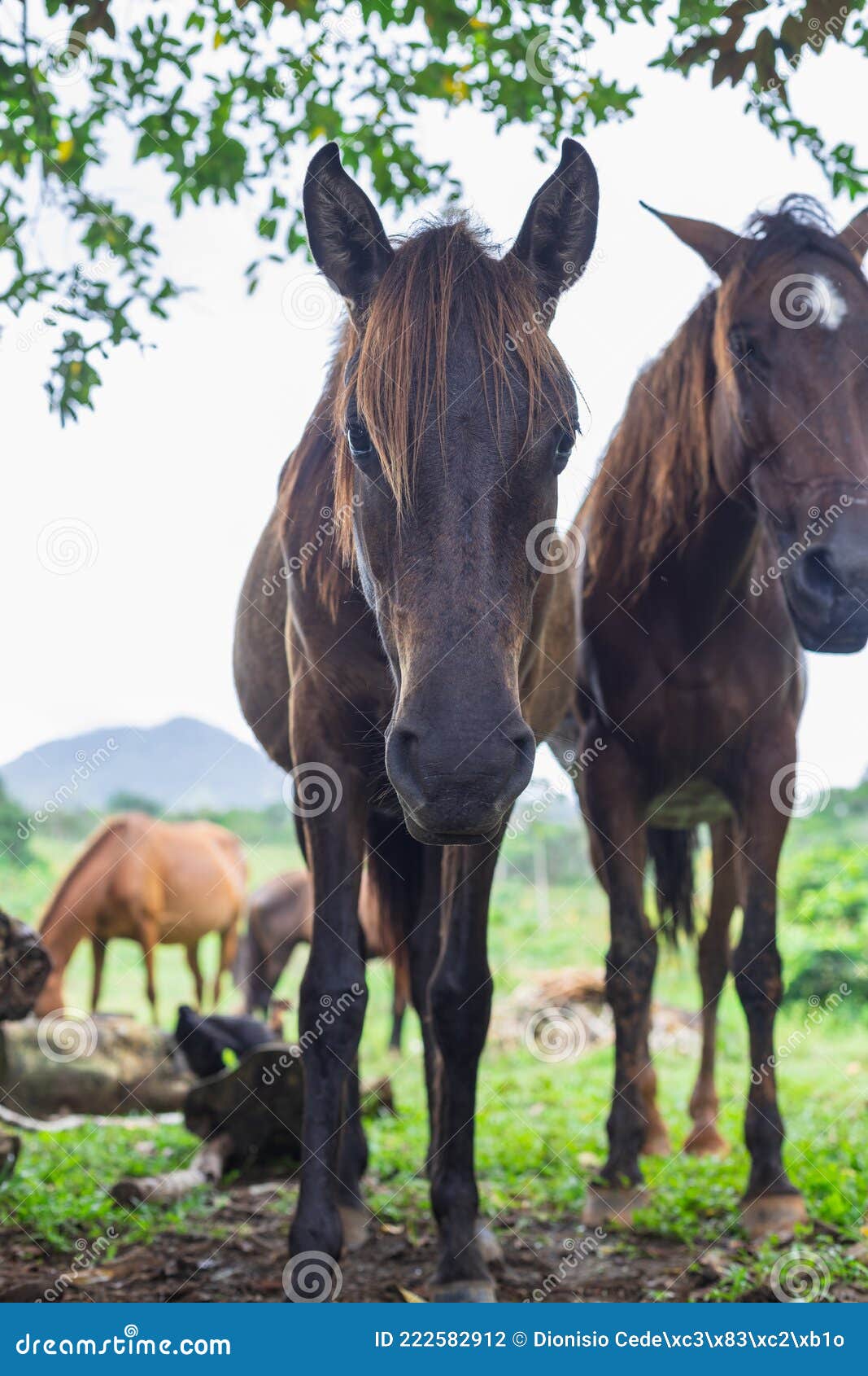 Trite Look Stock Photos - Free & Royalty-Free Stock Photos from Dreamstime