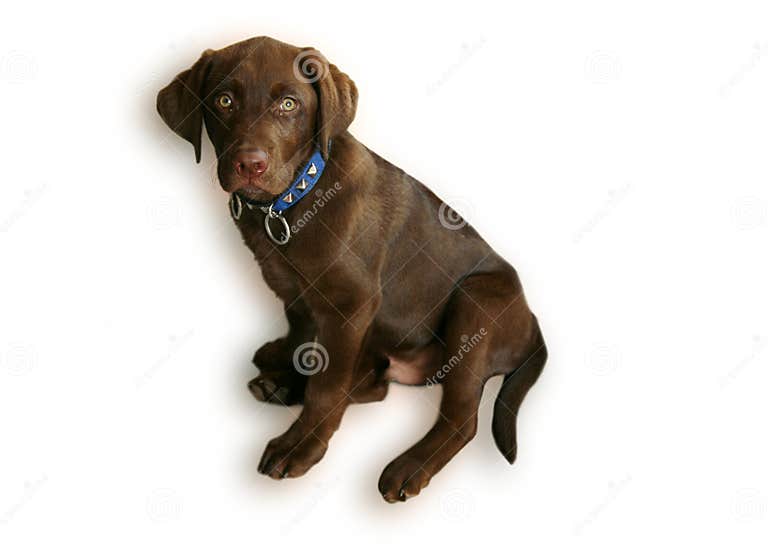 Chocolate Lab stock image. Image of friendly, animal, train - 1035303