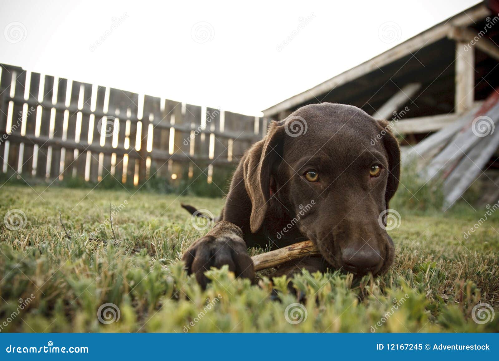 Chocolate lab stock image. Image of grass, stick, farm - 12167245