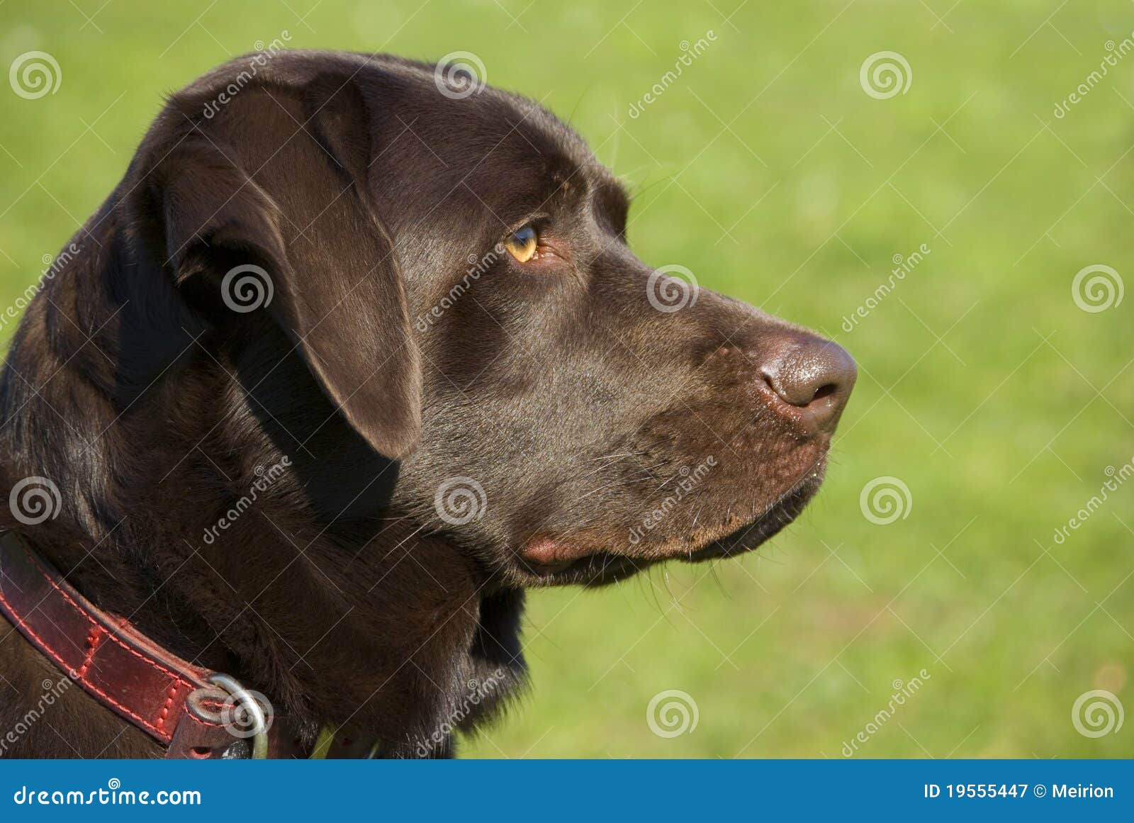 Chocolate lab stock image. Image of mammal, brown, working - 19555447