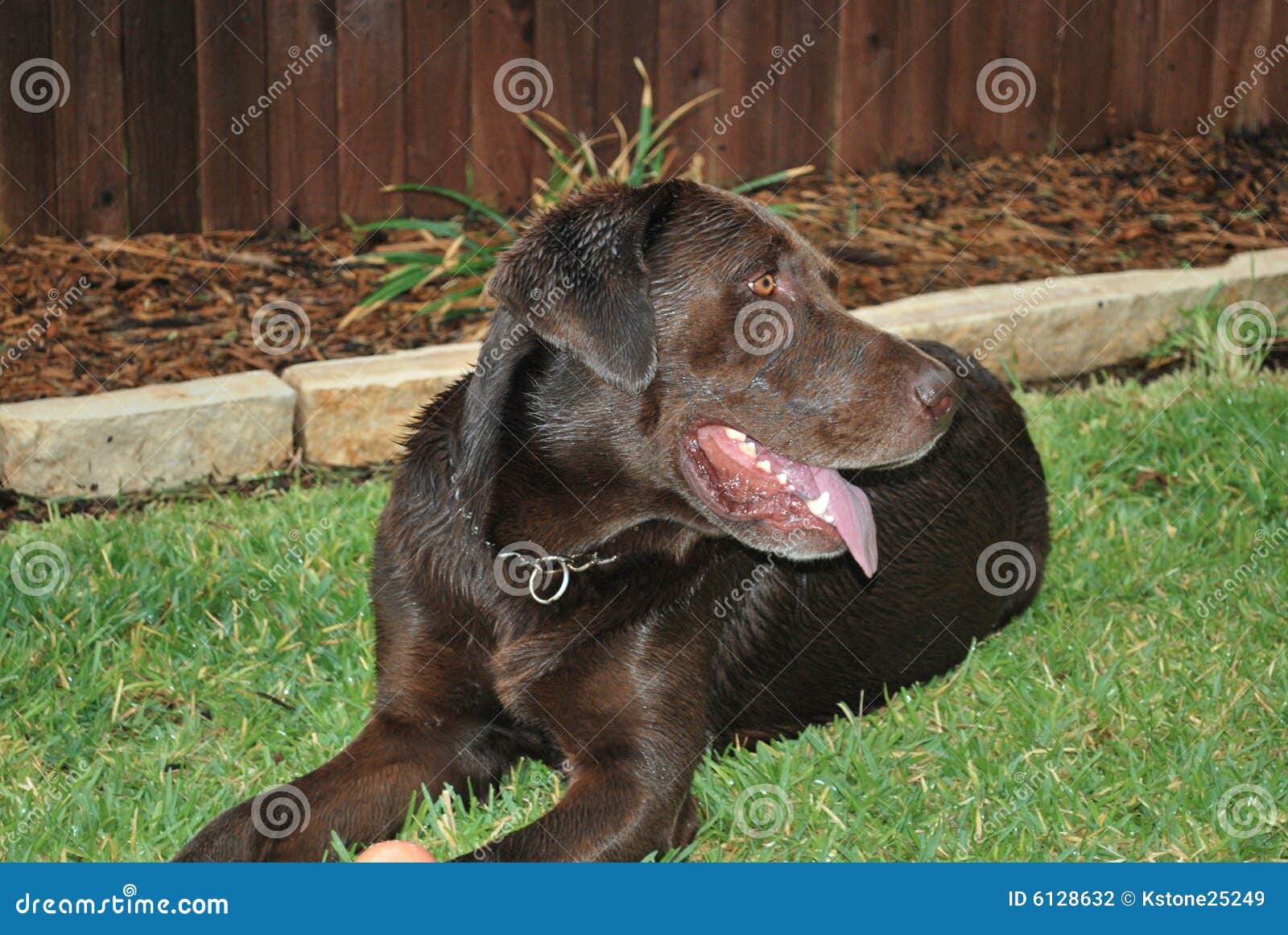 Chocolate Lab Picture. Image: 6128632