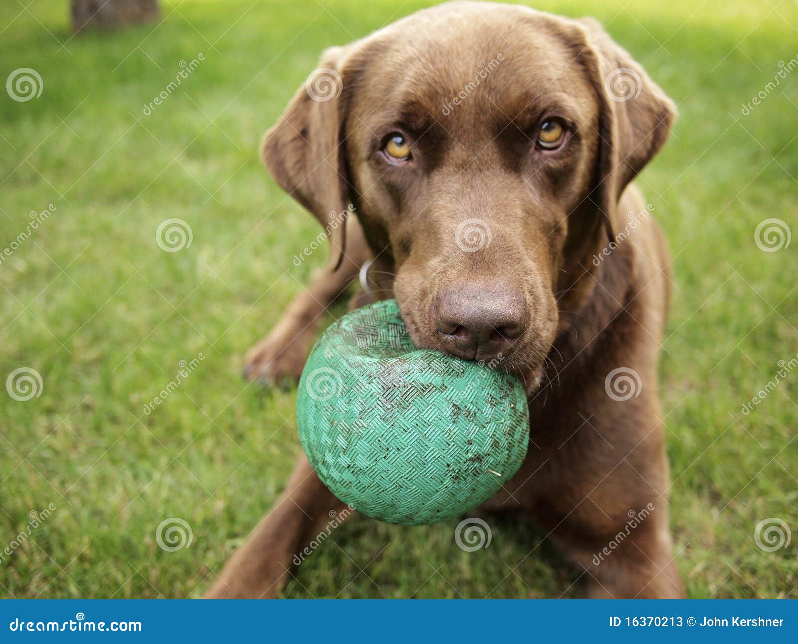 Chocolate Lab and Ball stock image. Image of labrador - 16370213