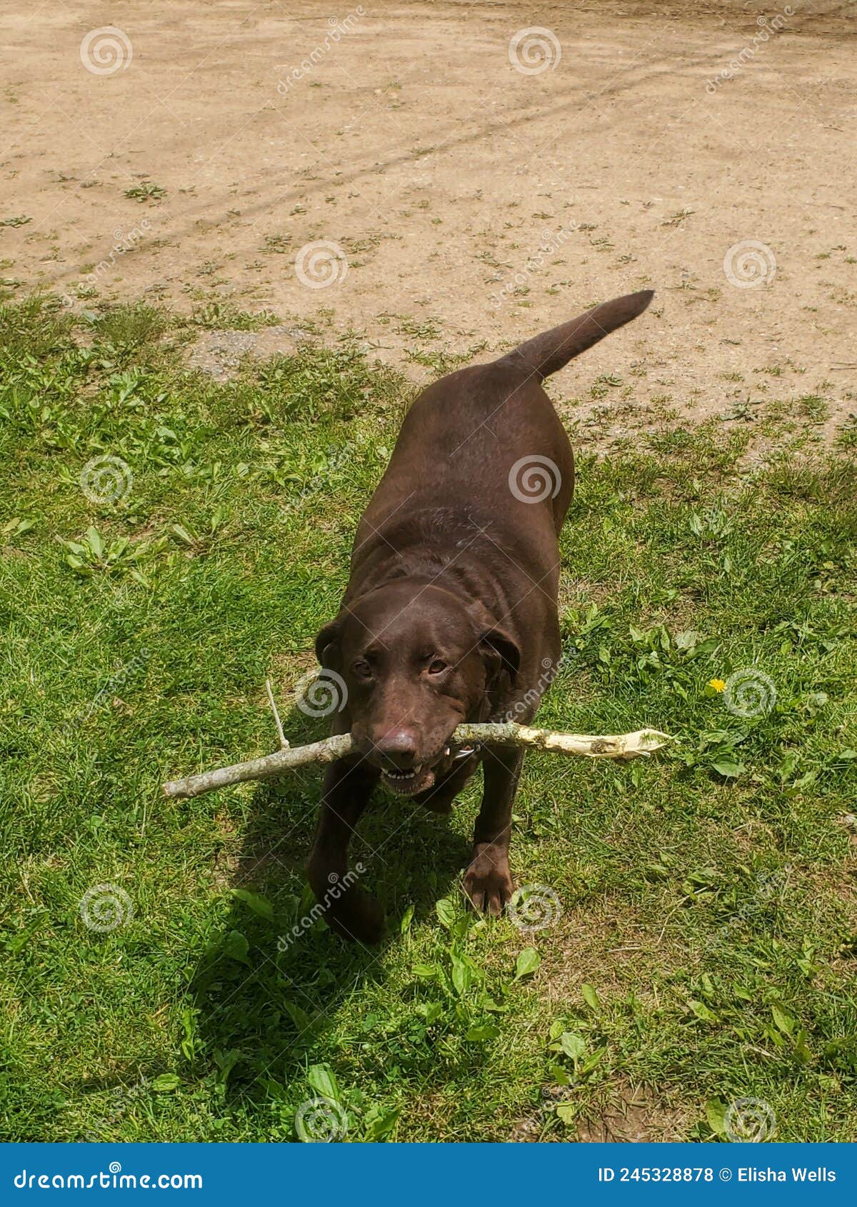 Chocolate Lab Carrying a Stick Stock Photo - Image of mammal, green ...