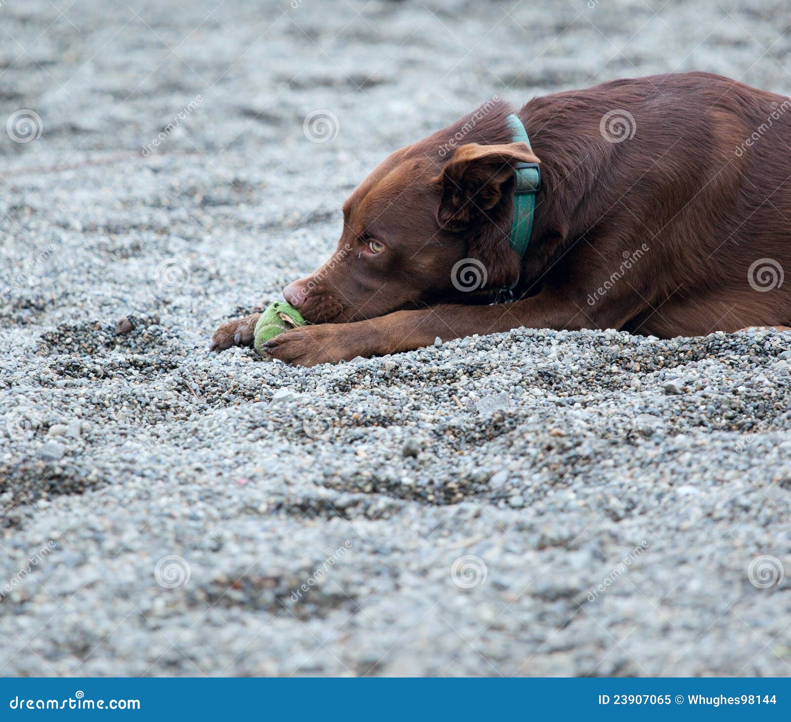 A Chocolate Lab Chewing on His Ball Stock Image - Image of play ...