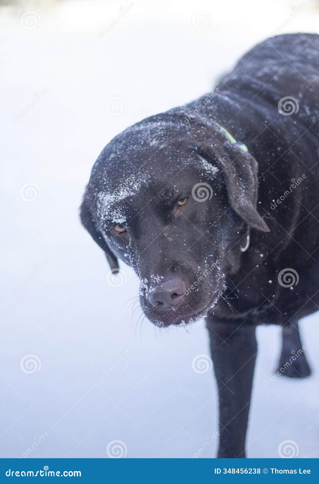 A Chocolate Lab Covered in Snow with an Unimpressed Look on His Face ...