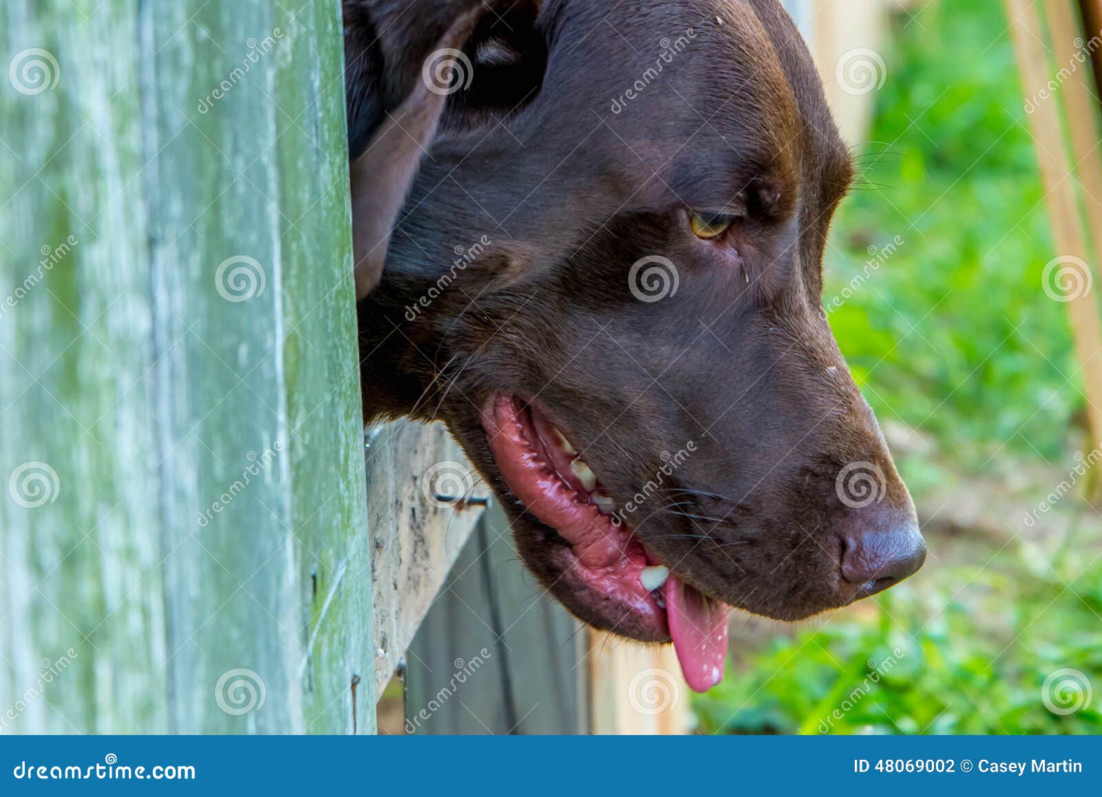 Chocolate Lab with Head through a Wood Fence Stock Photo - Image of ...